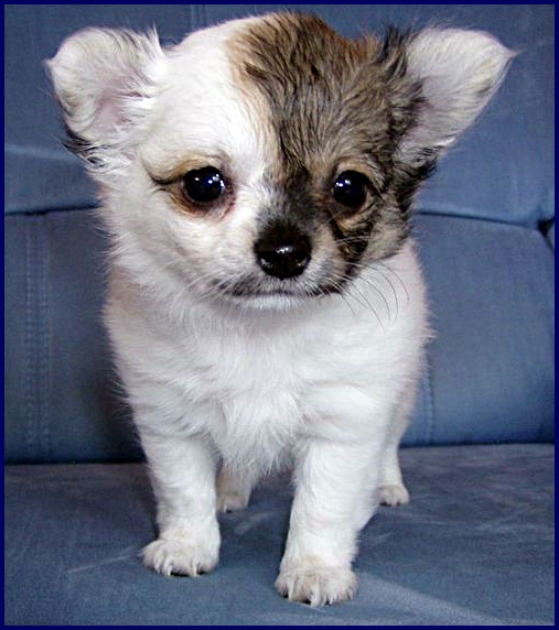 Rodokmen Nika - vytvořený z fotografií :: Mardub4